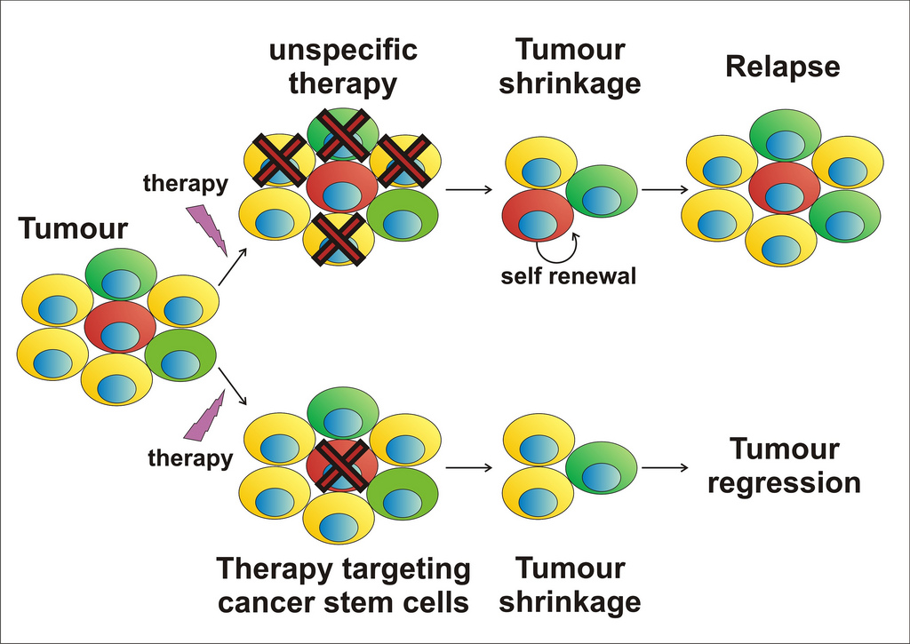 Cancer Stem Cells Theory - EuroStemCell Research Cancer Stem Cells Theory - EuroStemCell Research