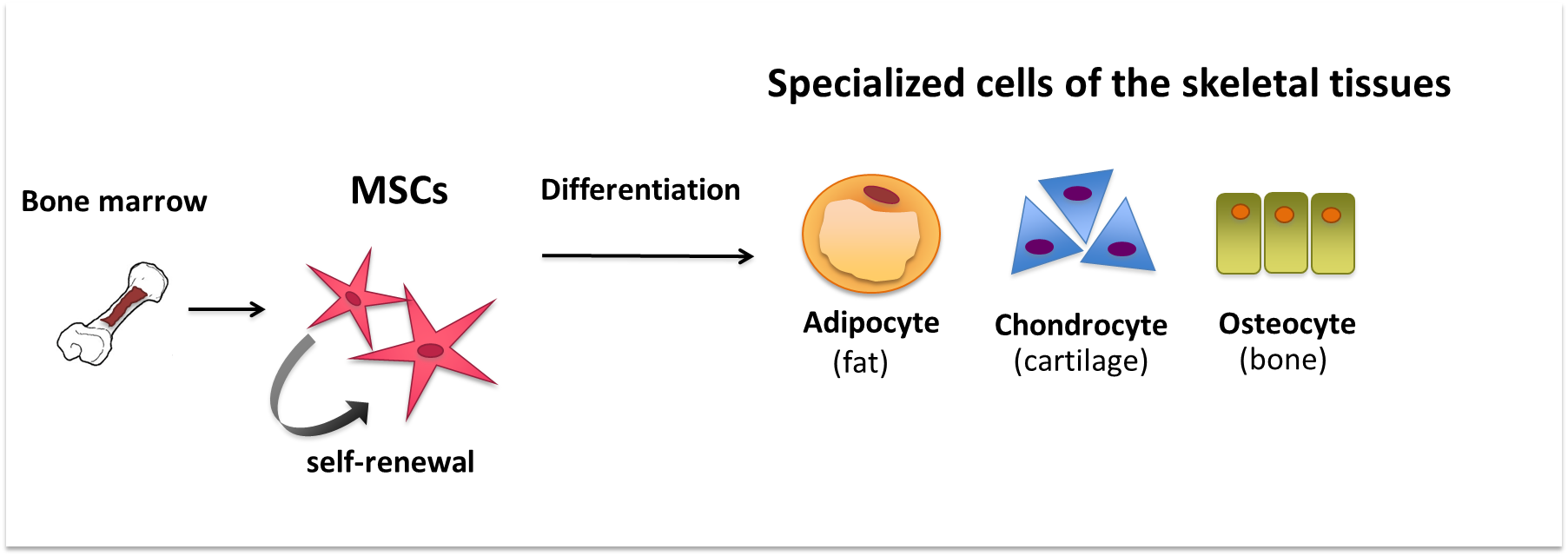 Mesenchymal Stem Cells: The 'Other' Bone Marrow Stem Cells Mesenchymal Stem Cells: The 'Other' Bone Marrow Stem Cells