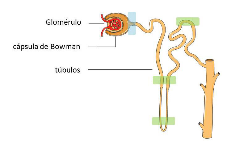 Enfermedades renales: ¿Cómo pueden ayudar las células madre? | Drupal