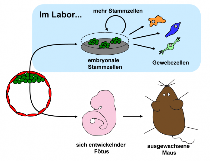Embryonale Stammzellen: woher kommen sie und was können sie? | Eurostemcell