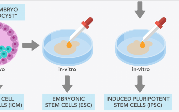 Explore Stem Cells | Eurostemcell