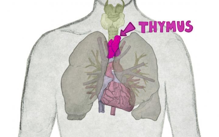 Stem Cell Research | Uses of Stem Cells and Ethics | EuroStemCell